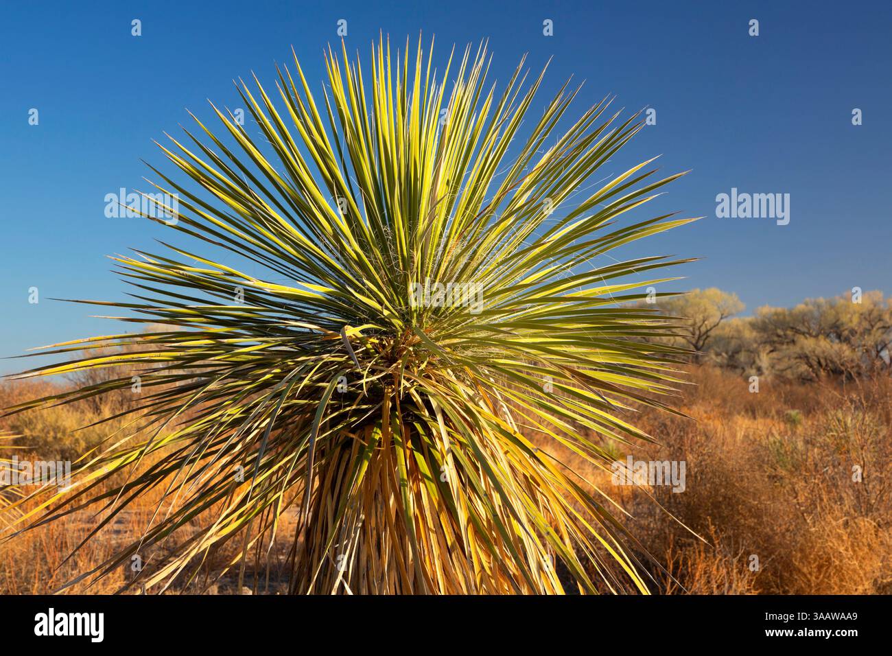 Soaptree yucca (Yucca elata), San Pedro Riparian National Conservation ...