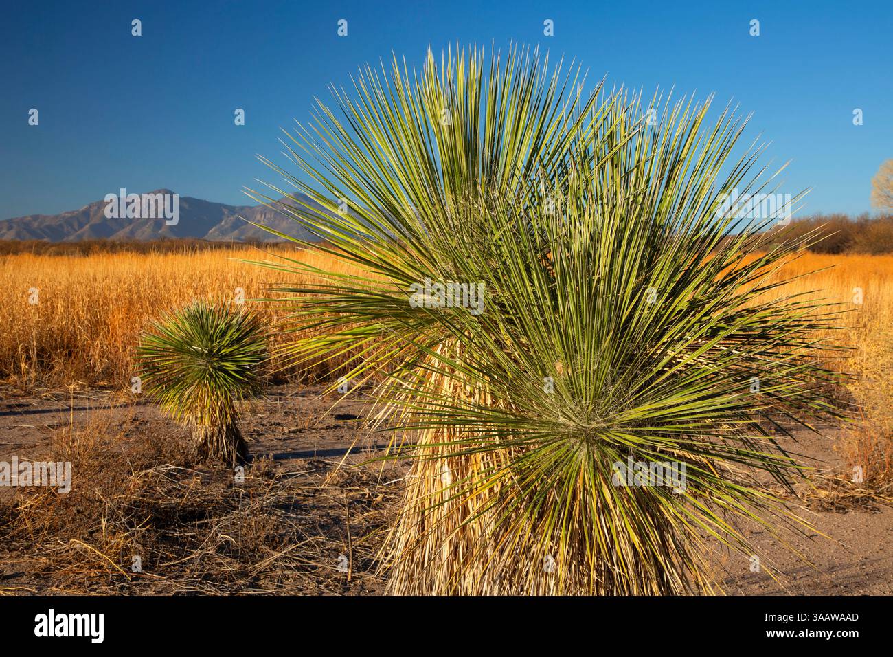 Soaptree yucca (Yucca elata), San Pedro Riparian National Conservation ...
