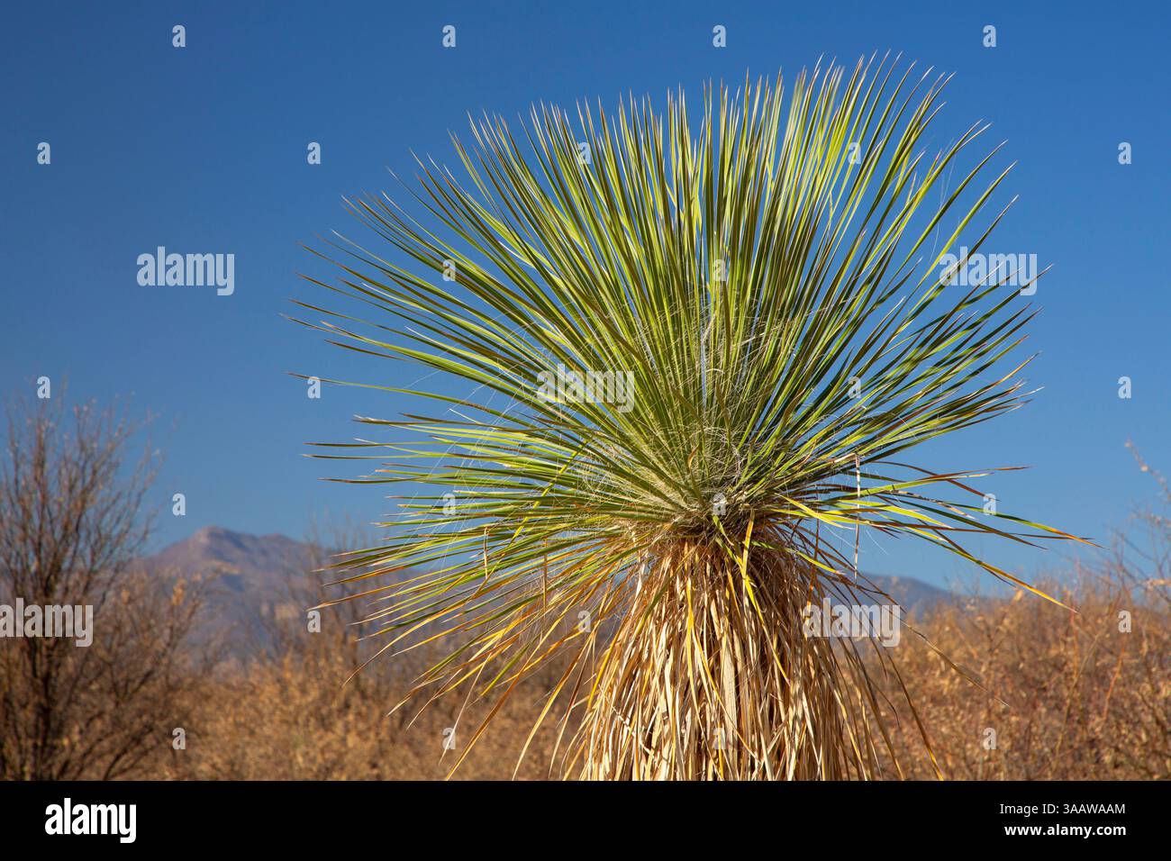 Soaptree yucca (Yucca elata), San Pedro Riparian National Conservation ...