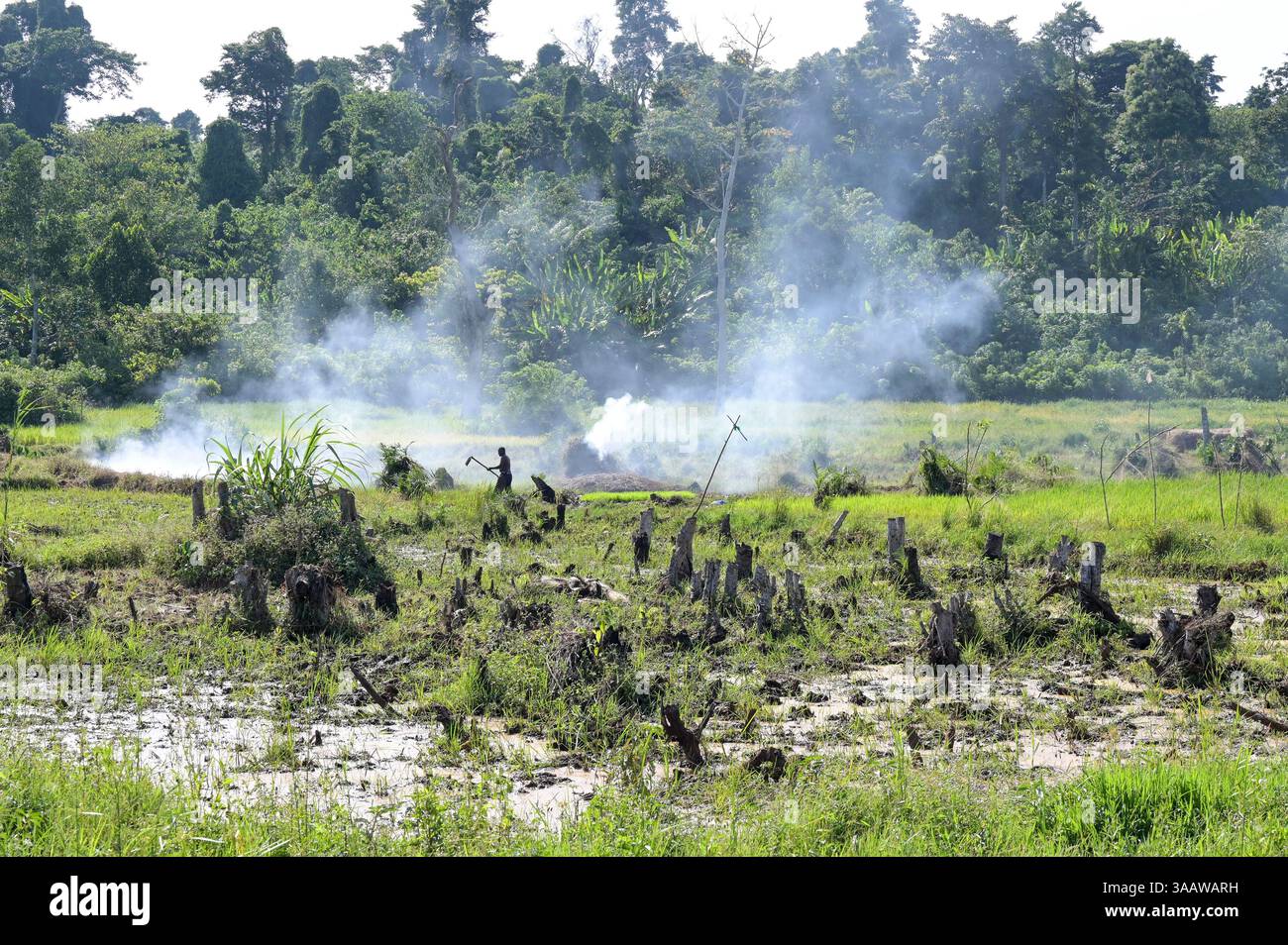 UGANDA, Buvuma Island in Lake Victoria, small scale farmer cultivates ...