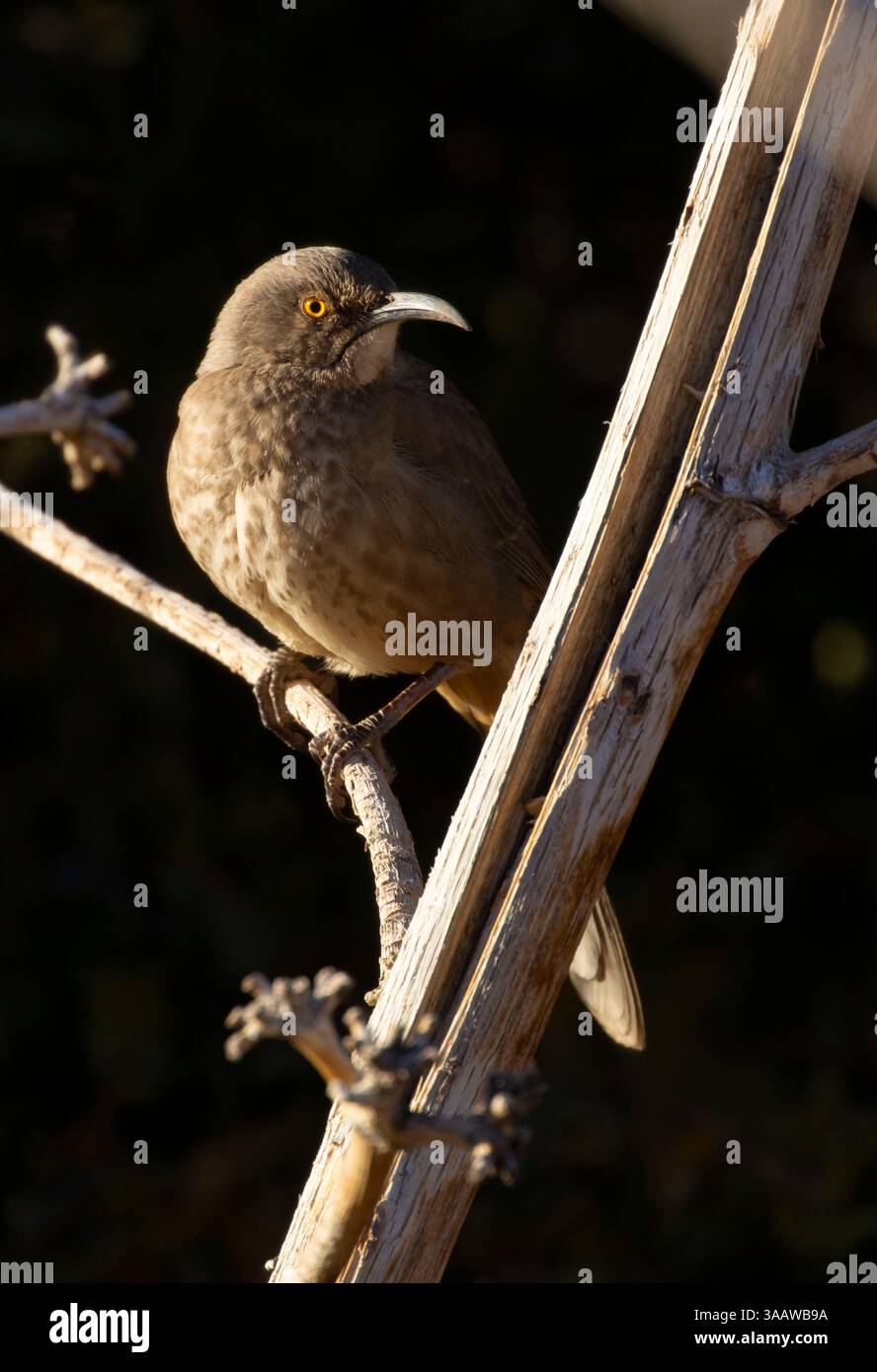 Curve-billed Thrasher (Toxostoma curvirostre), Ash Canyon Bird ...