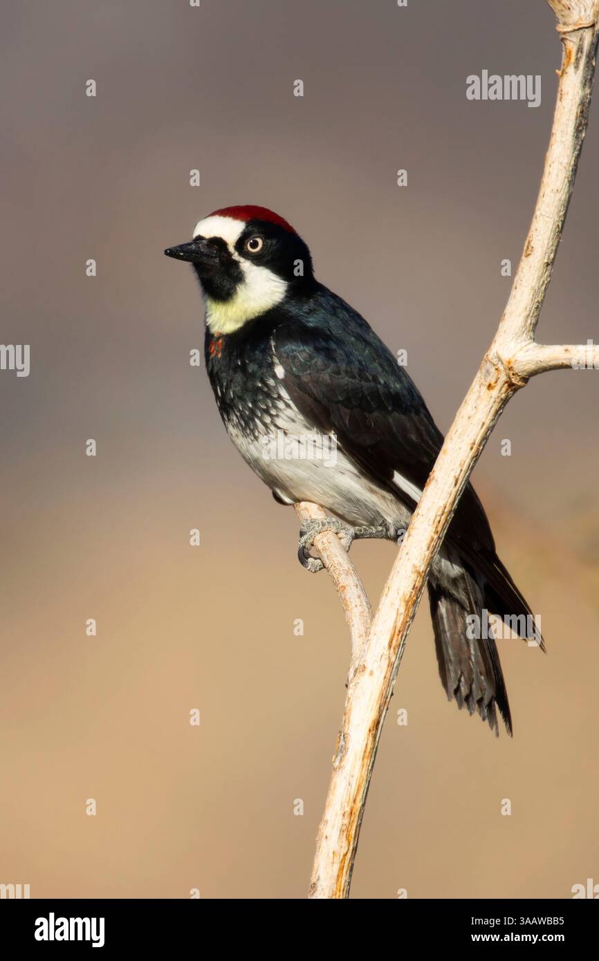 Acorn Woodpecker (Melanerpes formicivorus), Ash Canyon Bird Sanctuary ...