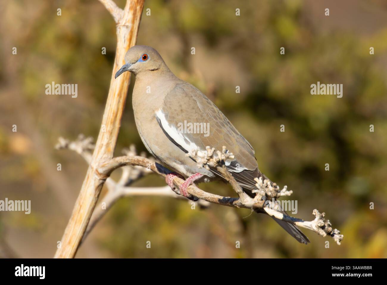 White-winged Dove (Zenaida asiatica), Ash Canyon Bird Sanctuary ...