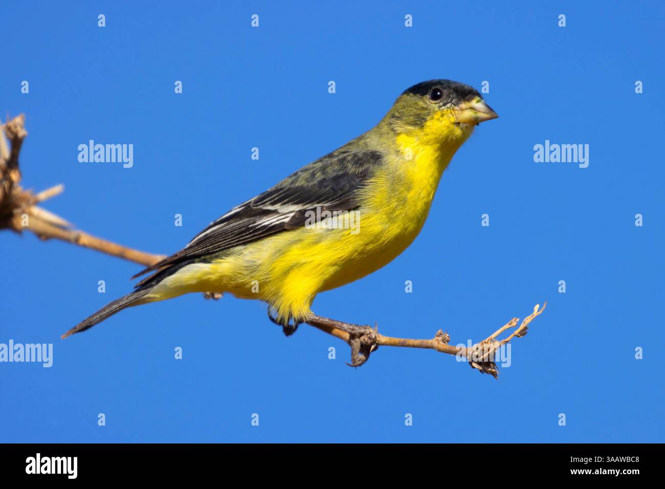 Lesser Goldfinch (Spinus psaltria), Ash Canyon Bird Sanctuary, Arizona ...