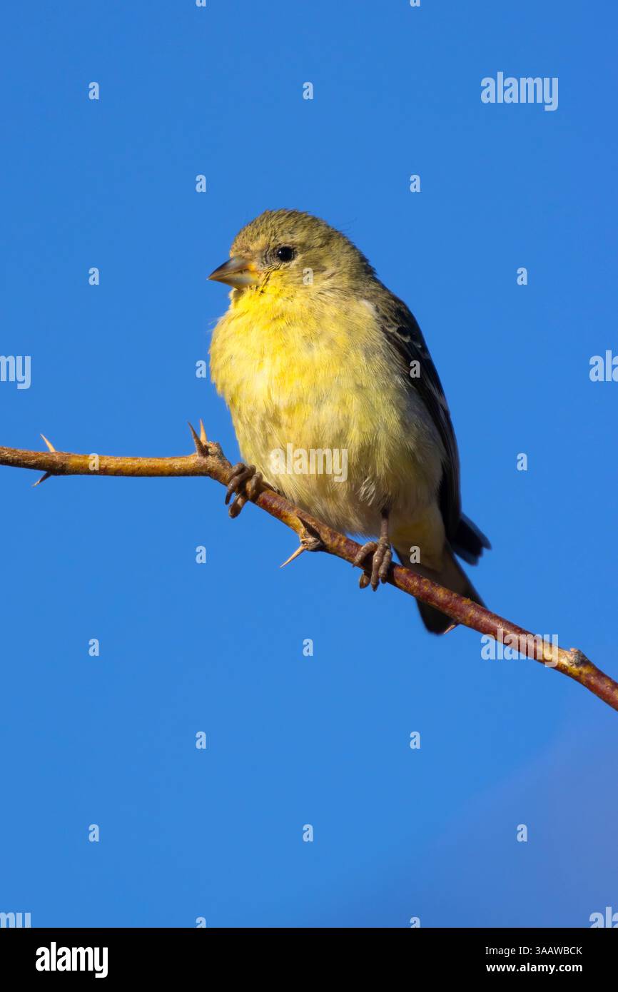 Lesser Goldfinch (Spinus psaltria), Ash Canyon Bird Sanctuary, Arizona ...