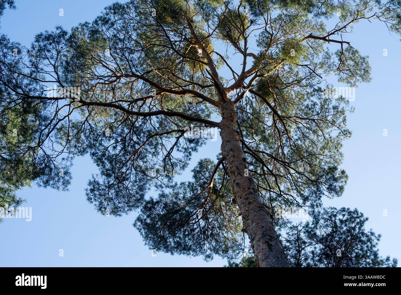 Pine tree view from hi-res stock photography and images - Alamy
