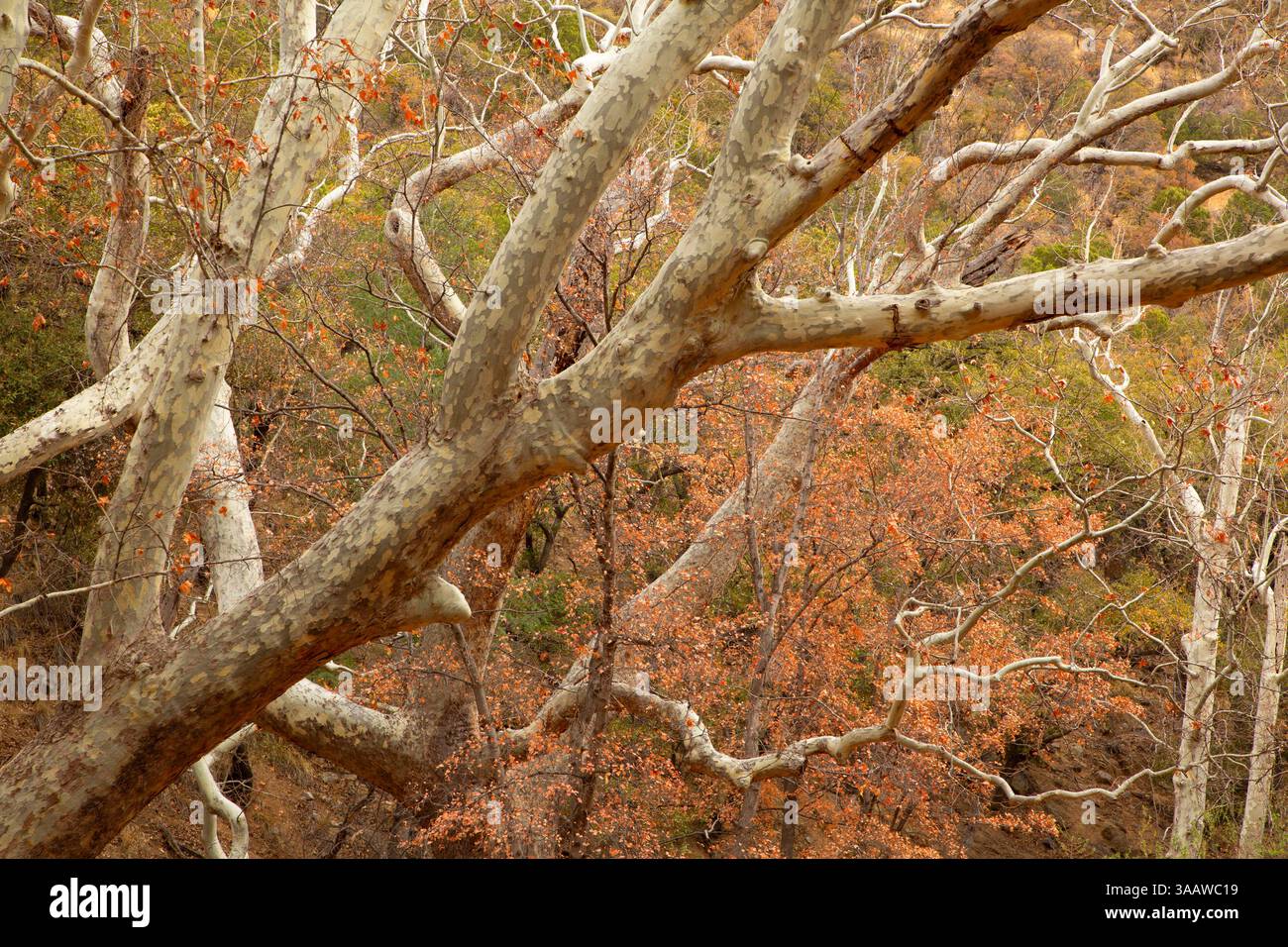 Arizona sycamore along Ramsey Canyon Trail, Ramsey Canyon Preserve ...