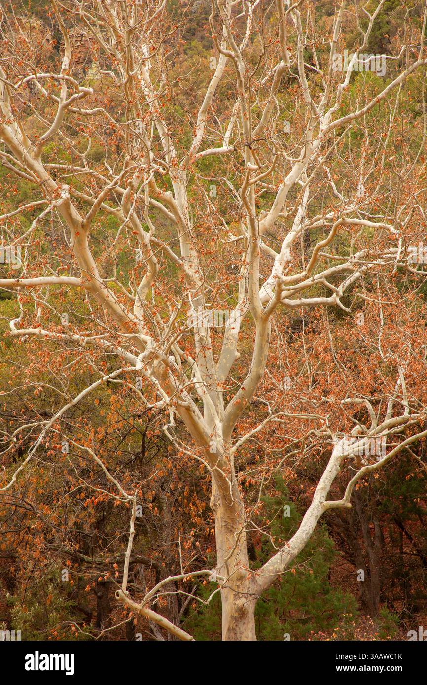 Arizona sycamore along Ramsey Canyon Trail, Ramsey Canyon Preserve ...