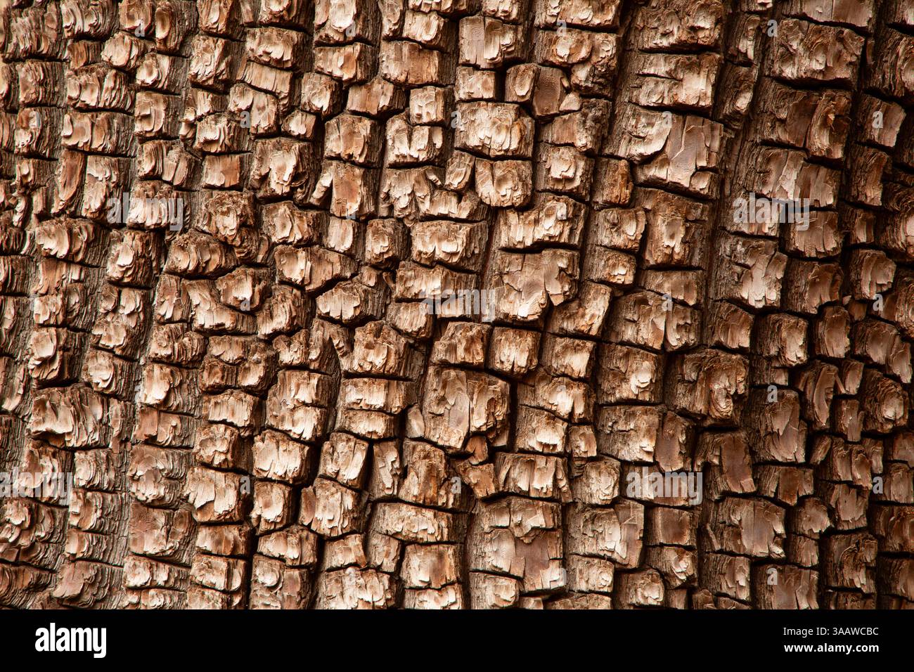 Alligator juniper (Juniperus deppeana) bark along Ramsey Canyon Trail ...