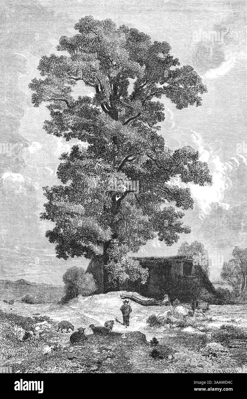 linden tree drawing