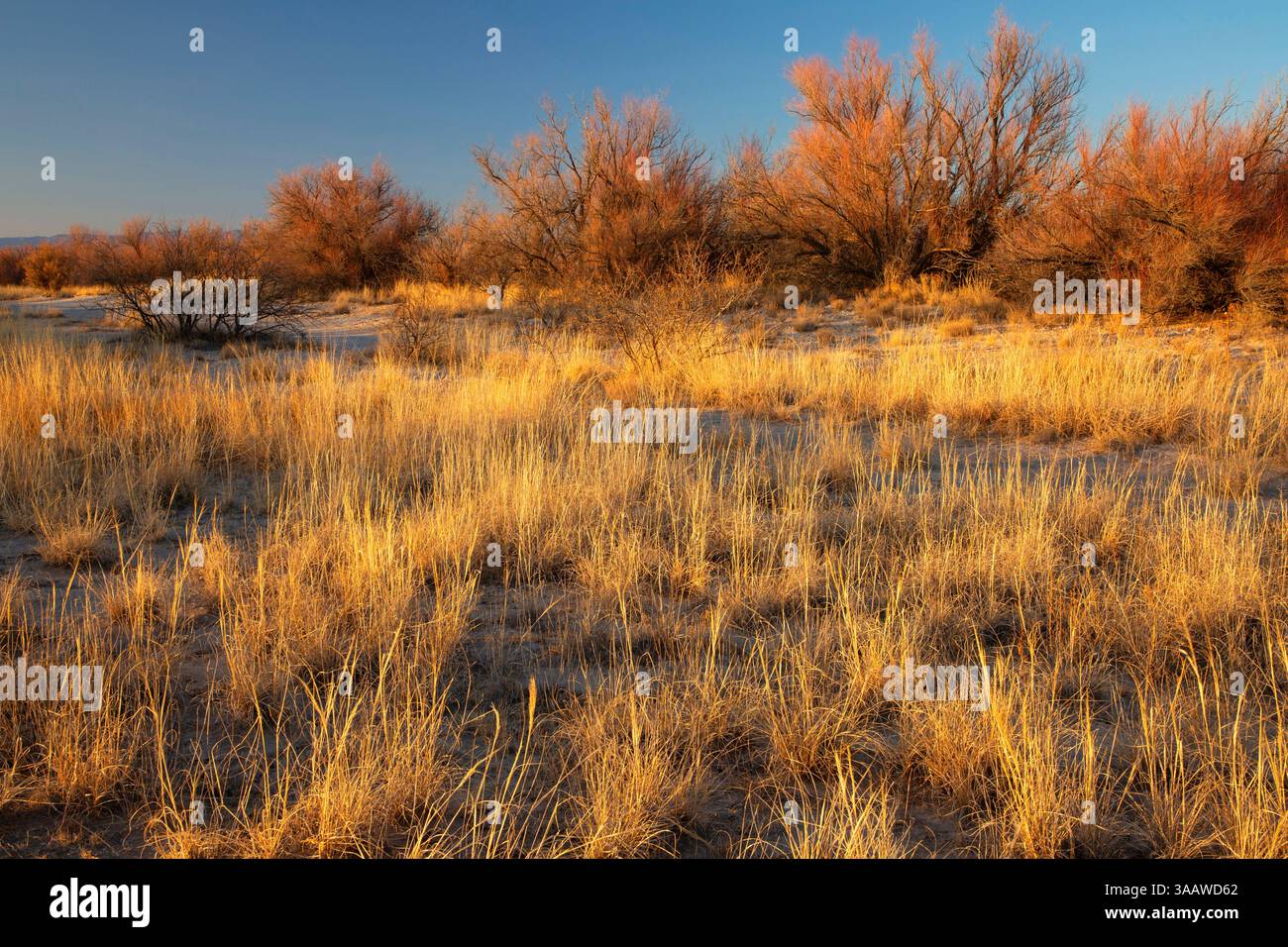 Mesquite grassland, Willcox Playa Wildlife Area, Arizona Stock Photo ...