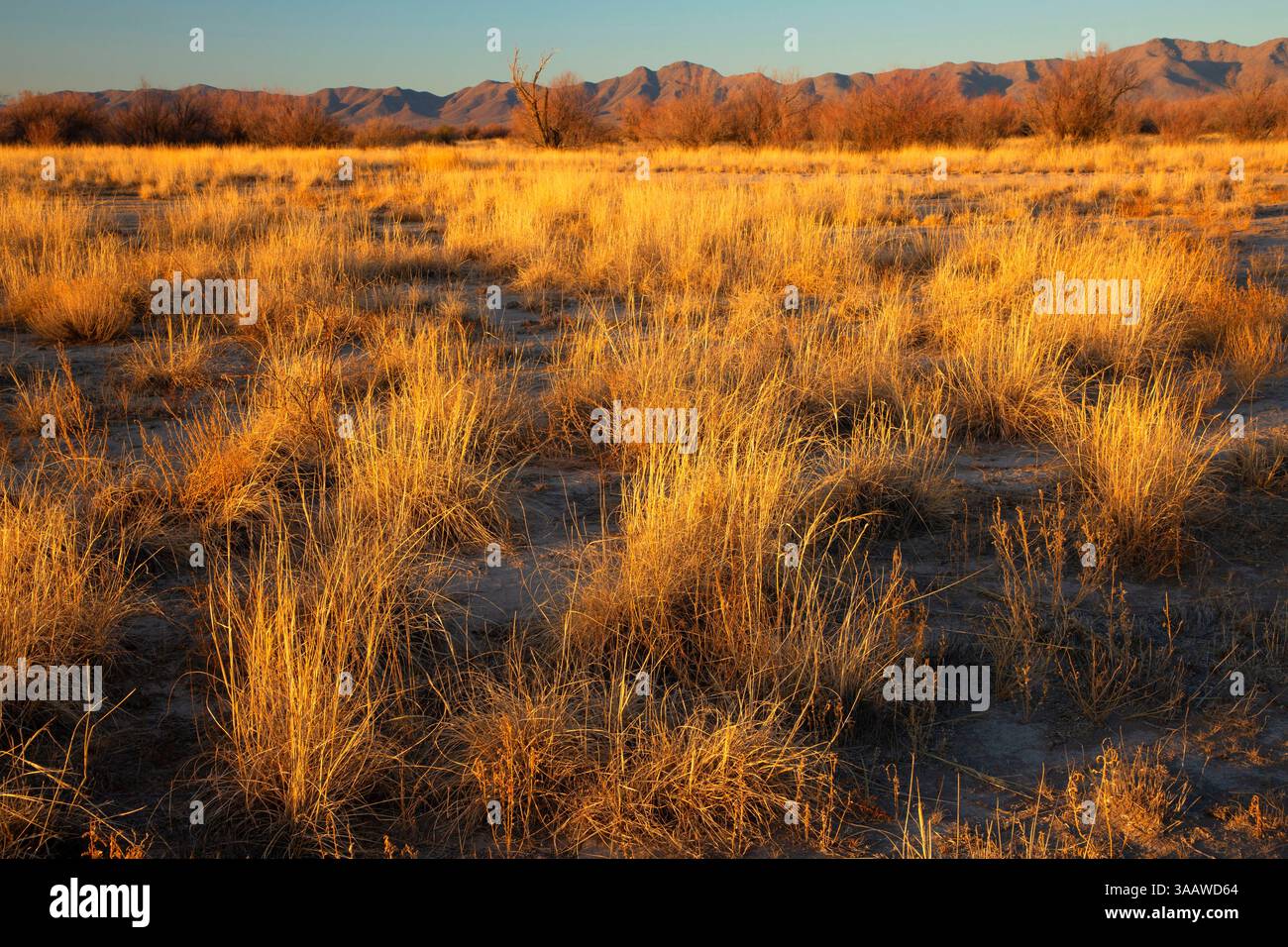 Mesquite grassland, Willcox Playa Wildlife Area, Arizona Stock Photo ...