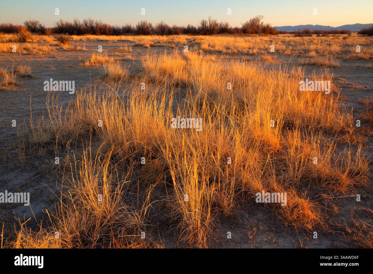 Mesquite grassland, Willcox Playa Wildlife Area, Arizona Stock Photo ...