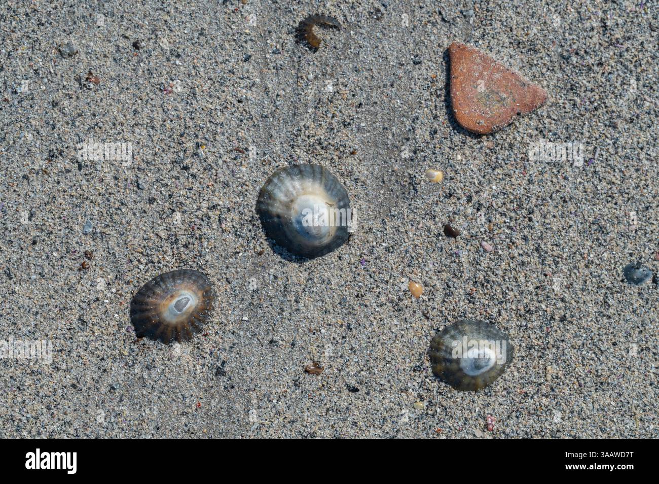 Snails on the beach of Rosehearty, Scotland, Aberdeenshire Stock Photo ...