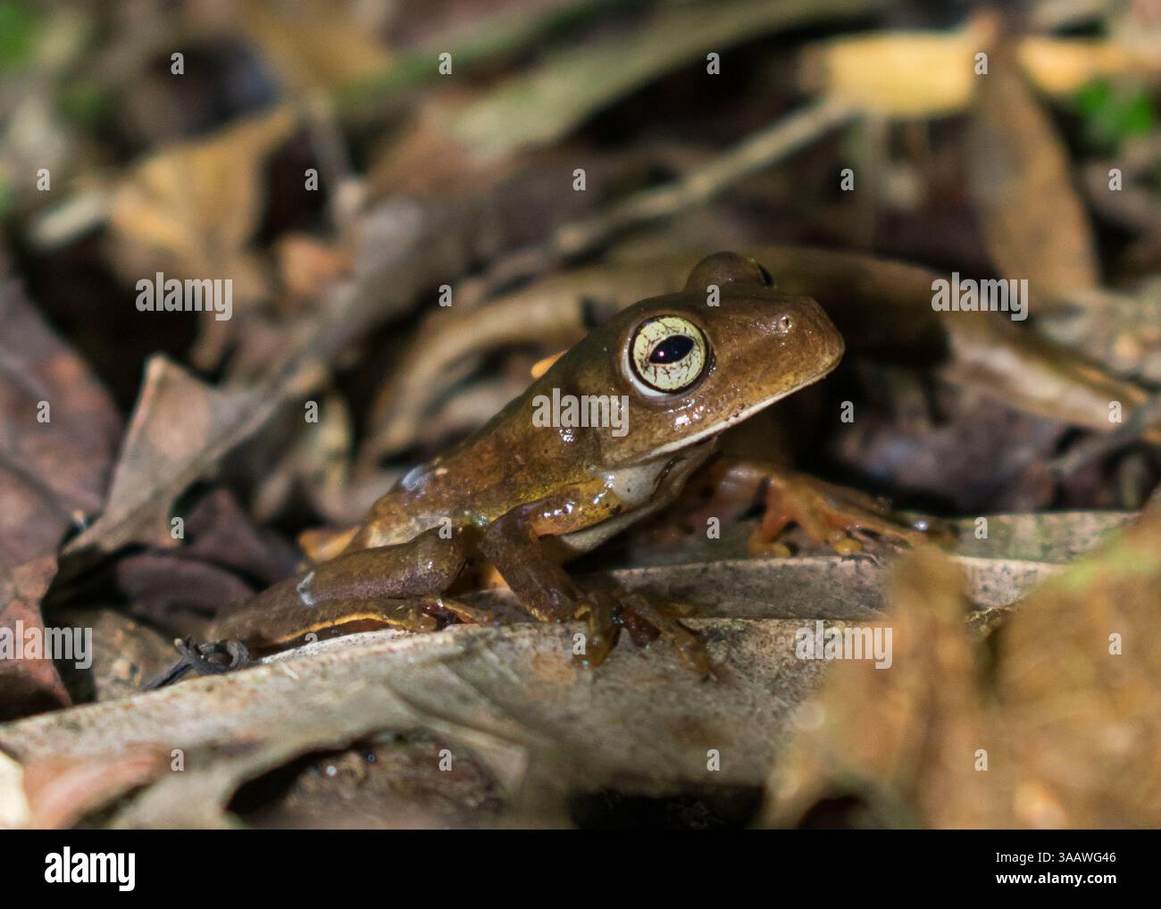 Tree frog boana sp hi-res stock photography and images - Alamy