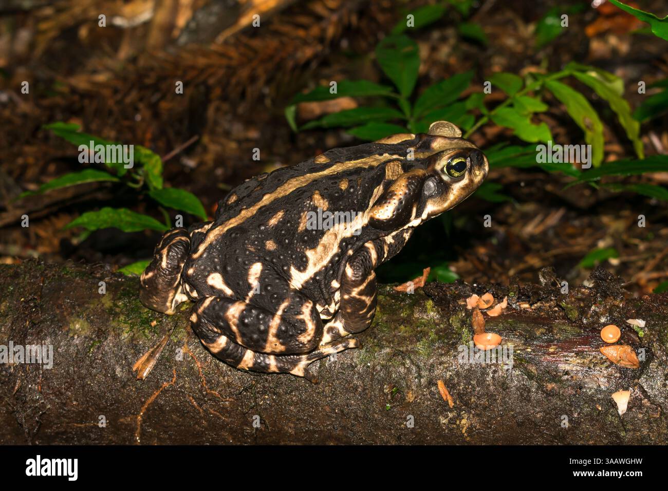 Rhinella icterica aka Yellow Cururu Toad in Sao Francisco de Paula ...