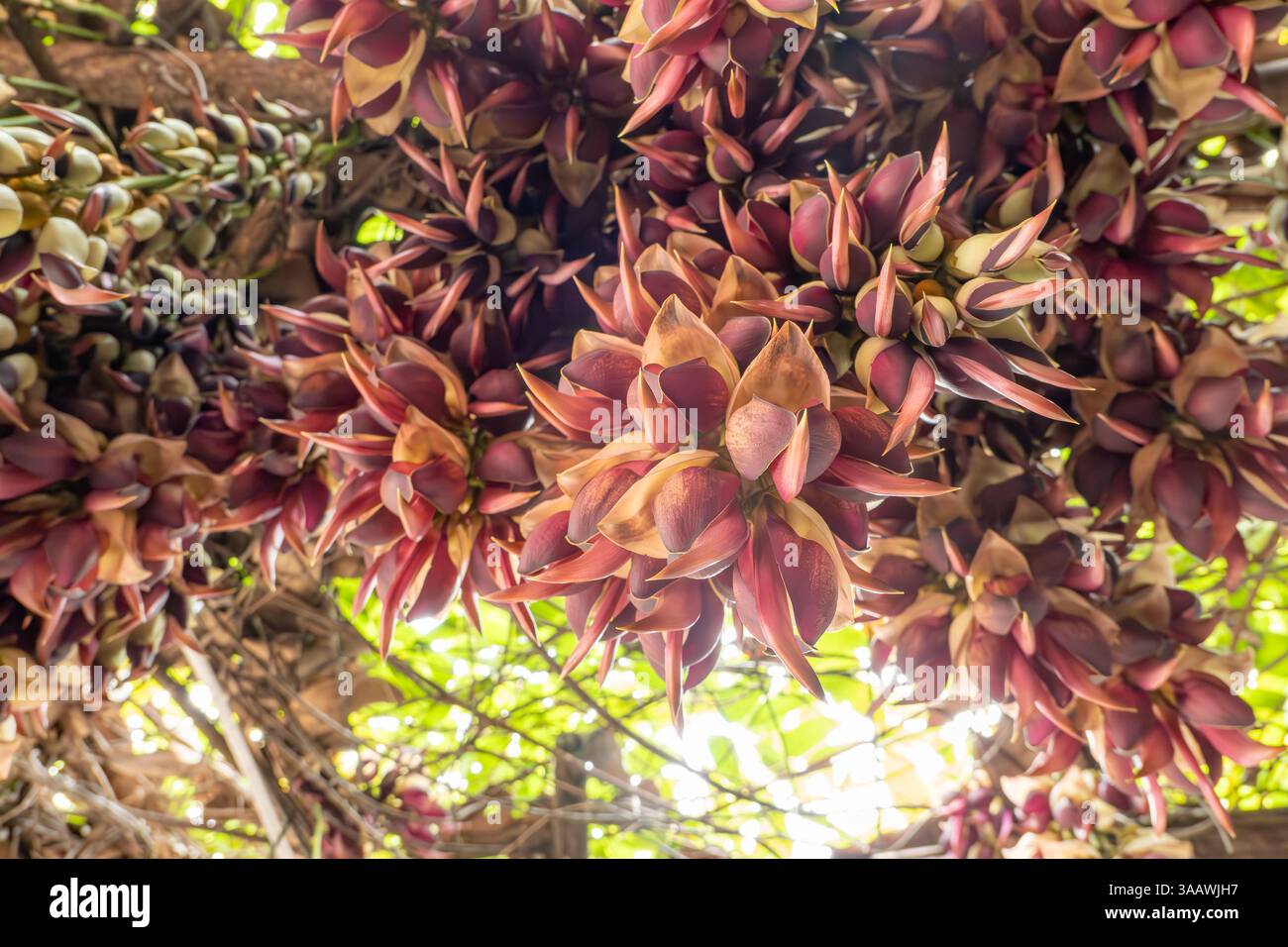 blooming mucuna birdwoodiana tutch in Spring at horizontal composition ...