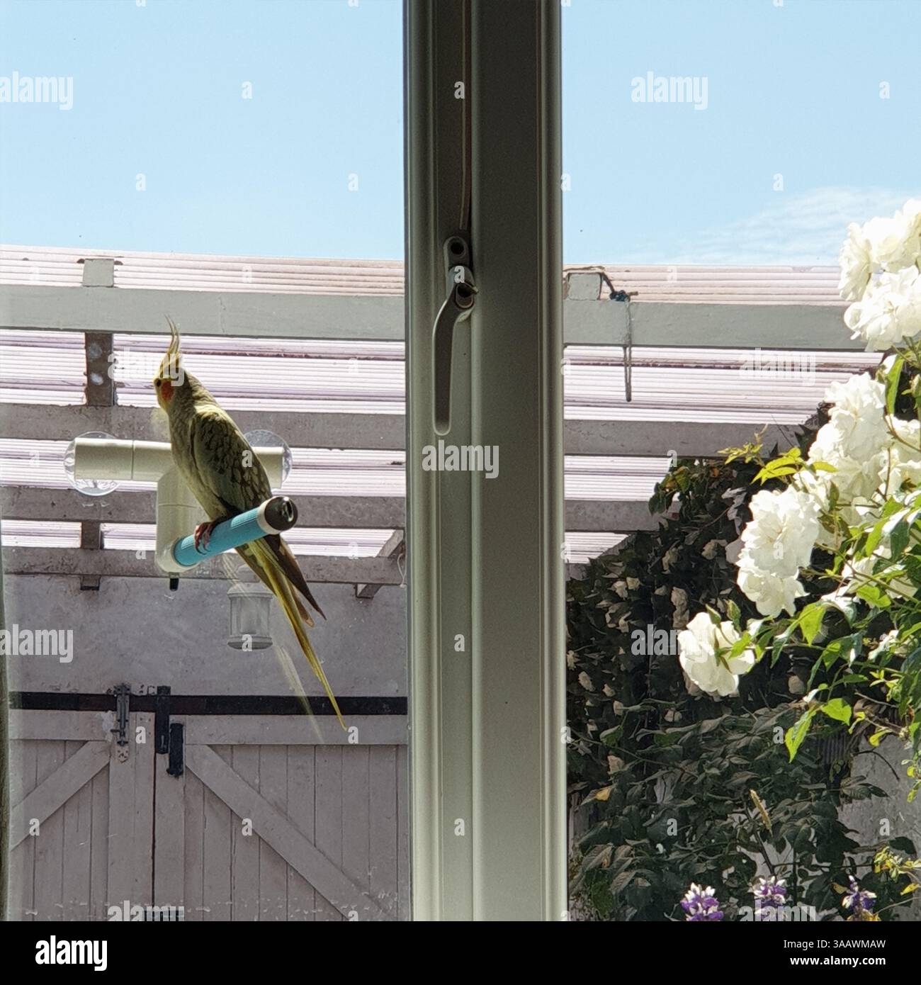 Tilly the cinnamon pearl cockatiel looking out of the window Stock ...