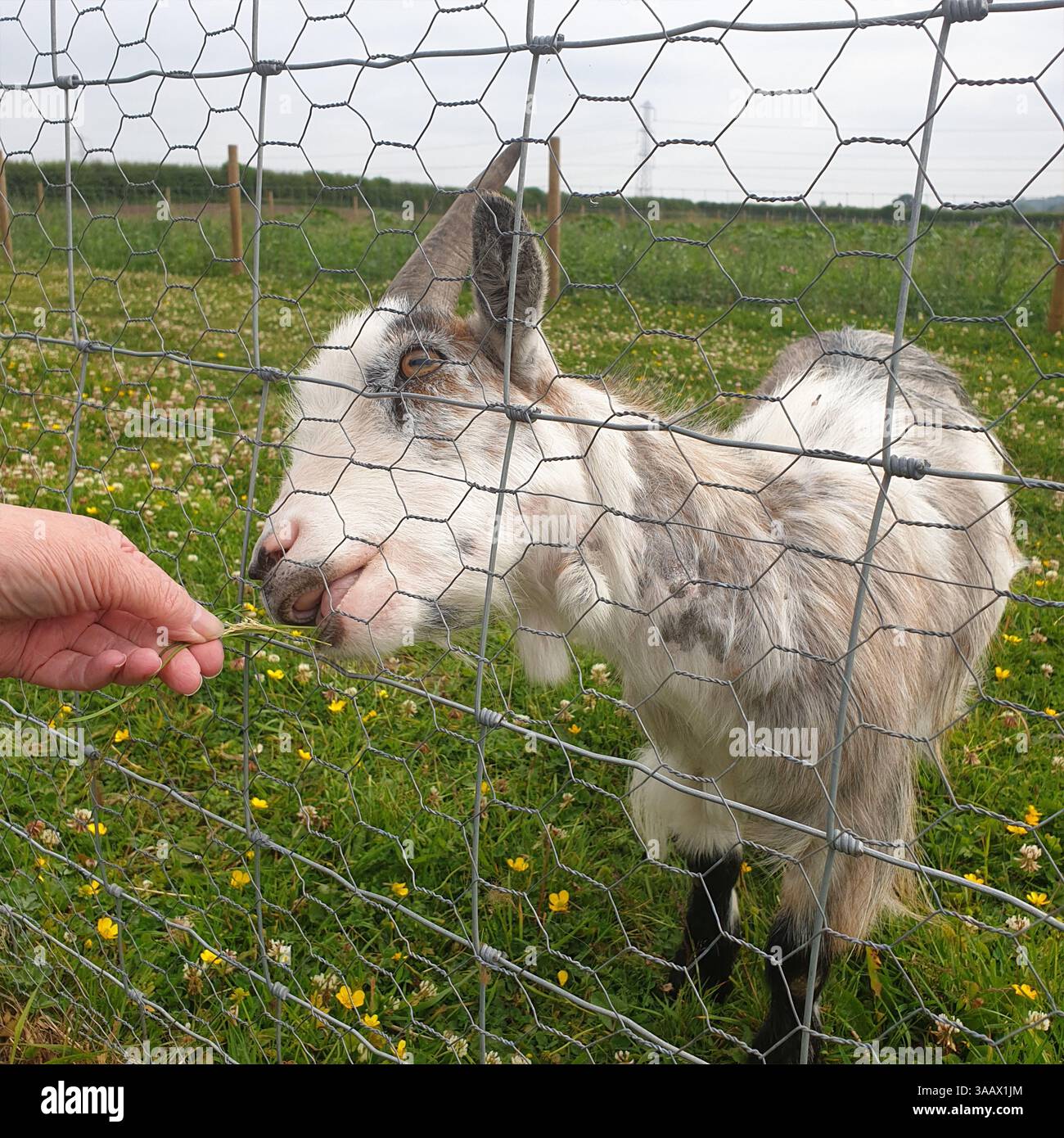 A friendly goat at Dunham Massey, UK Stock Photo - Alamy