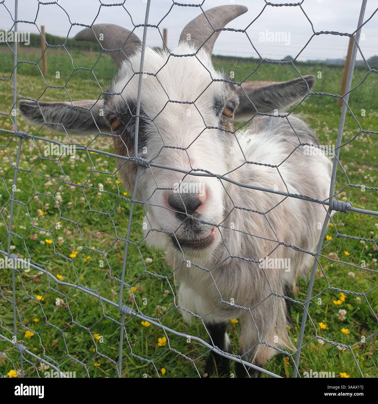 A friendly goat at Dunham Massey, UK Stock Photo - Alamy