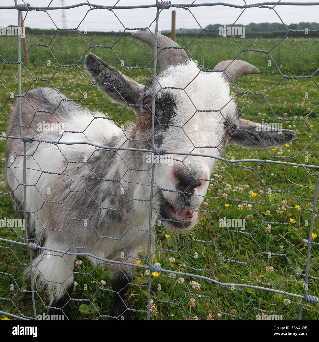 A friendly goat at Dunham Massey, UK Stock Photo - Alamy