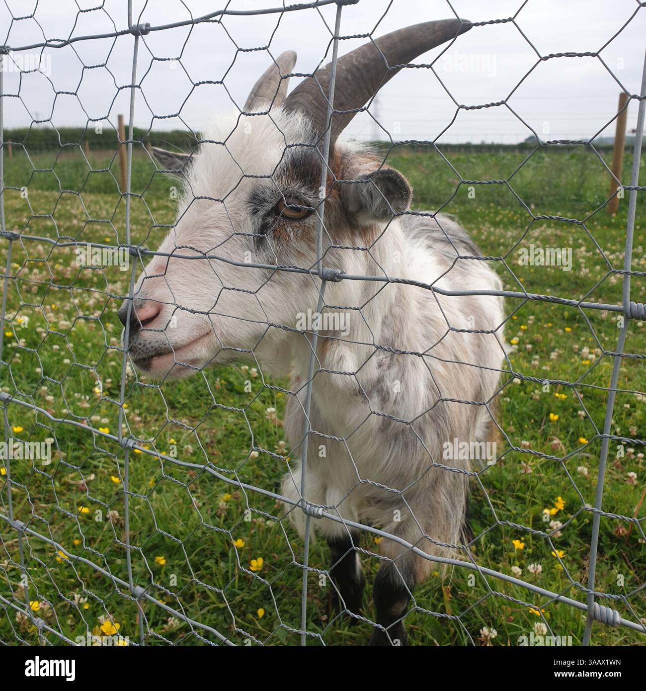 A friendly goat at Dunham Massey, UK Stock Photo - Alamy