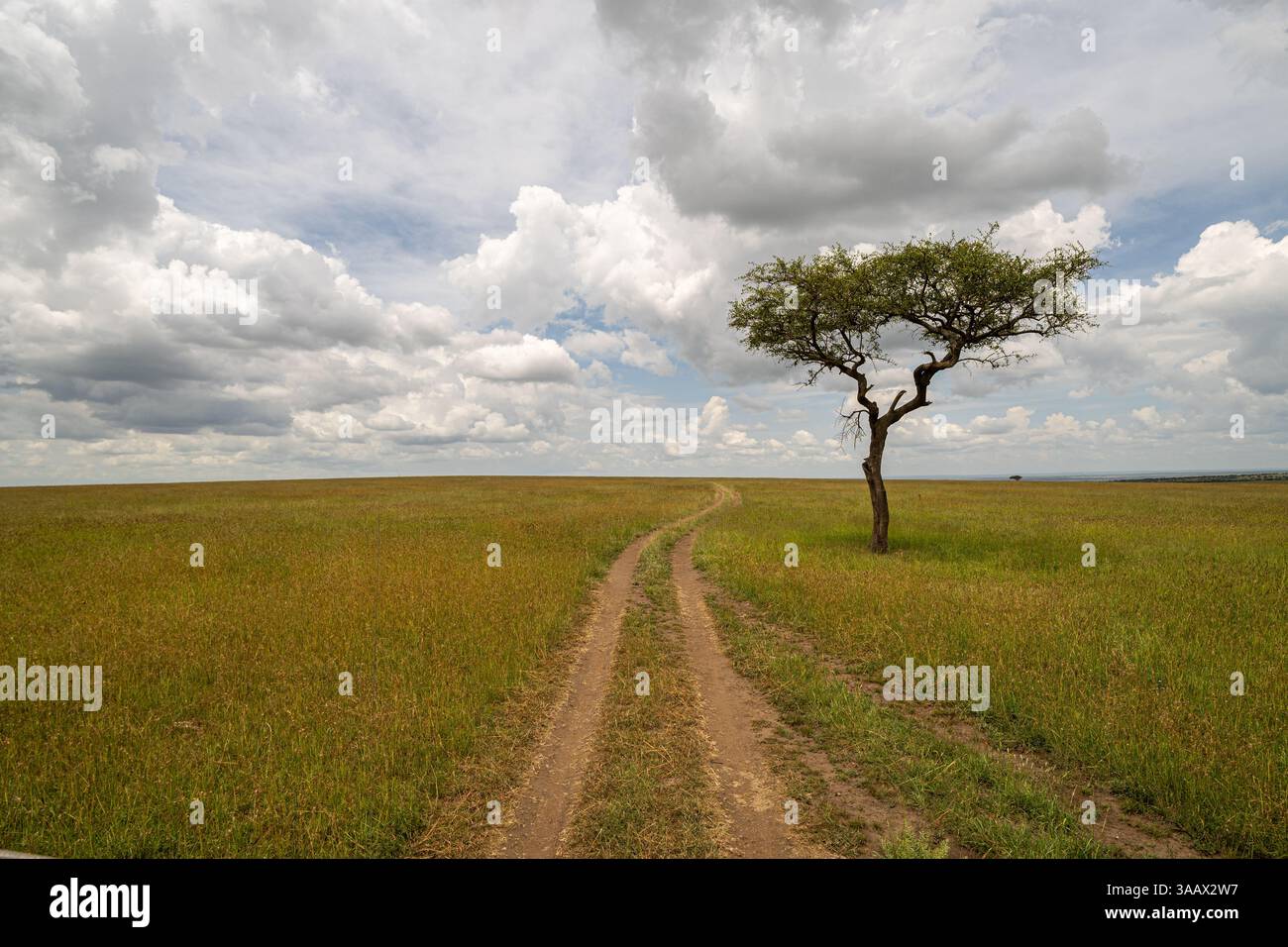 Dirt path for off-roading alongside a tree in Serengeti , Tanzania ...