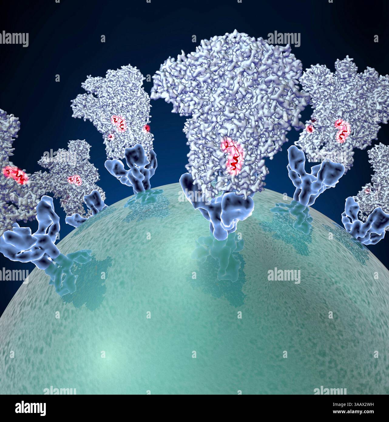 Coronavirus spike protein structure Stock Photo - Alamy