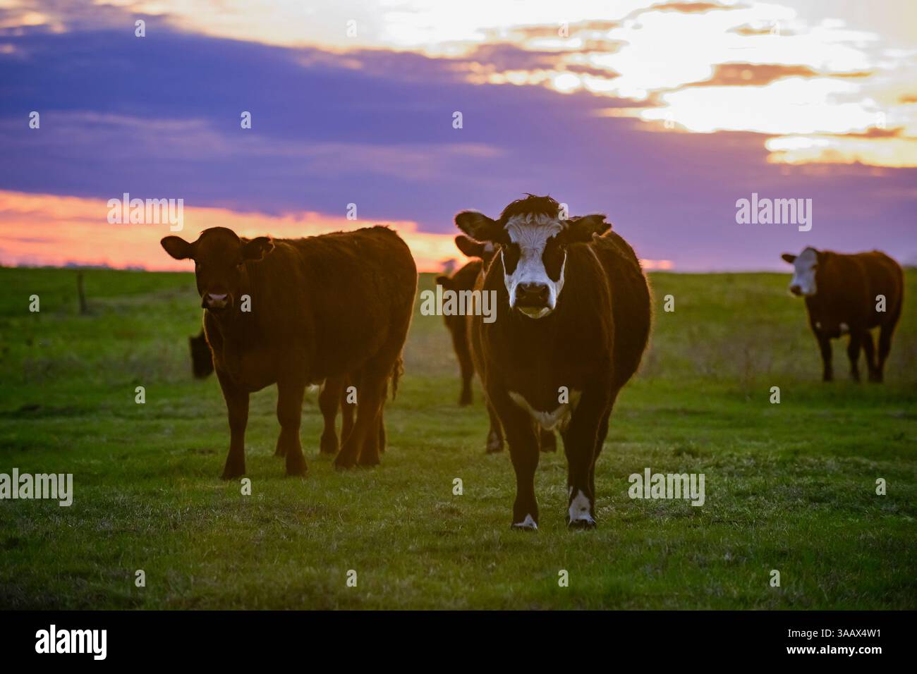 Cattle in the Pampas Countryside, Argentine meat production, La Pampa ...