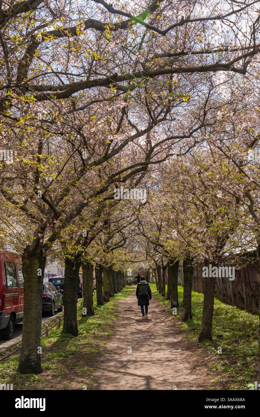 Blühende Obstbäume in der Norwegerstraße in Berlin-Prenzlauer Berg. *** Fruit trees in bloom on ...