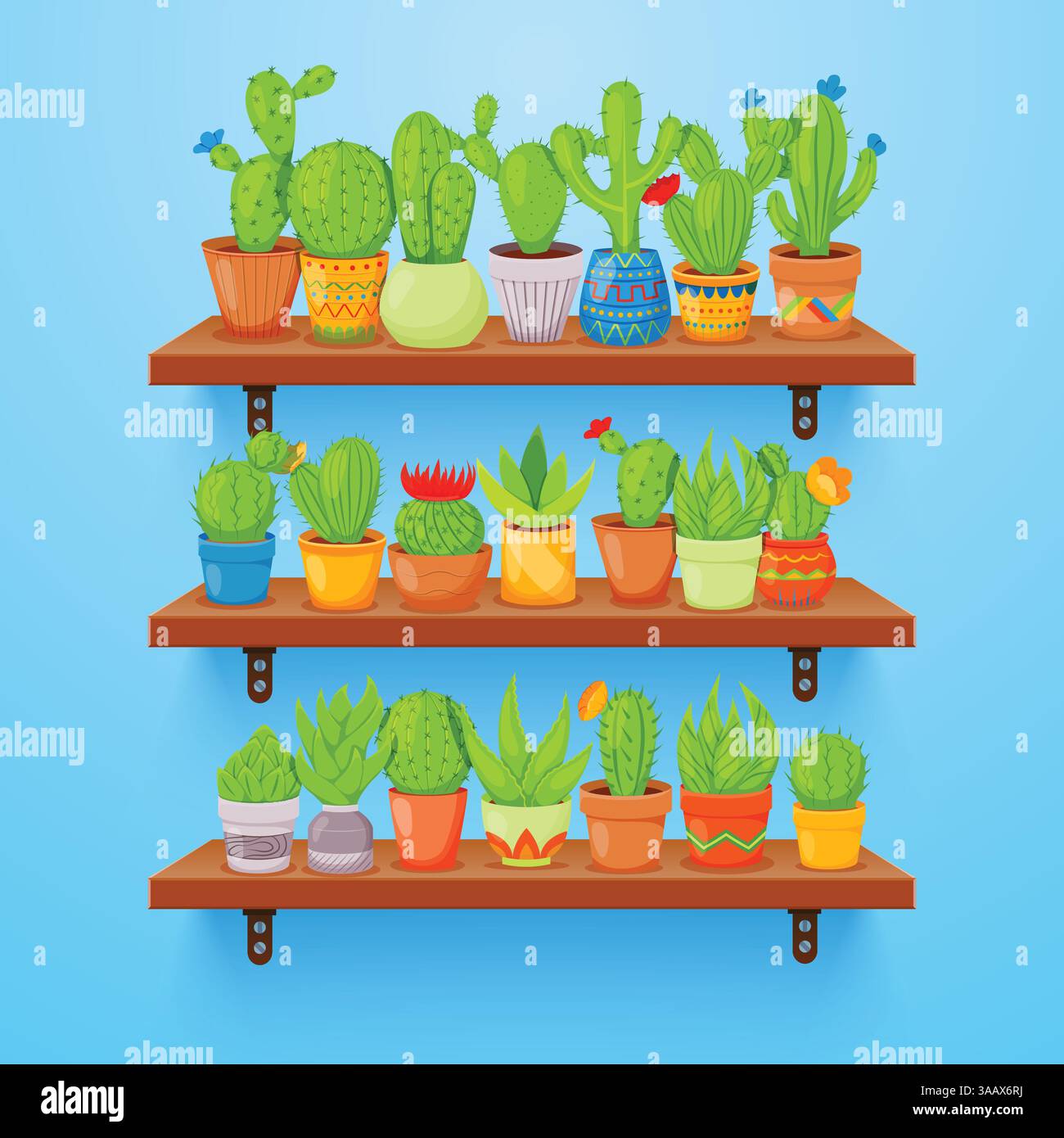 Cactuses and succulents in flower pots on shelves. Home cactus plants with prickles and flowers ...