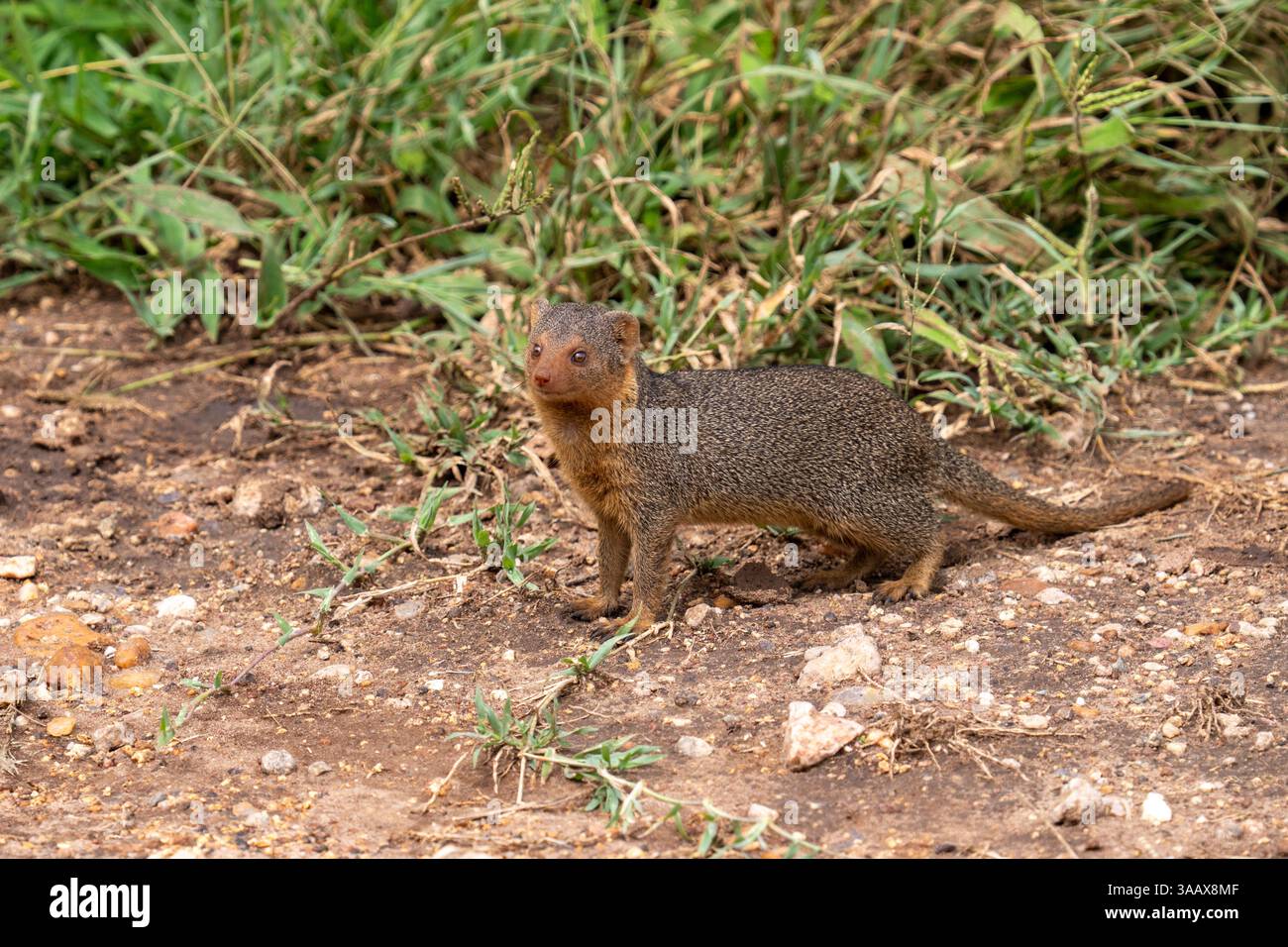 A common mongoose (Herpestes sanguineus) alert in the soil, Serengeti ...