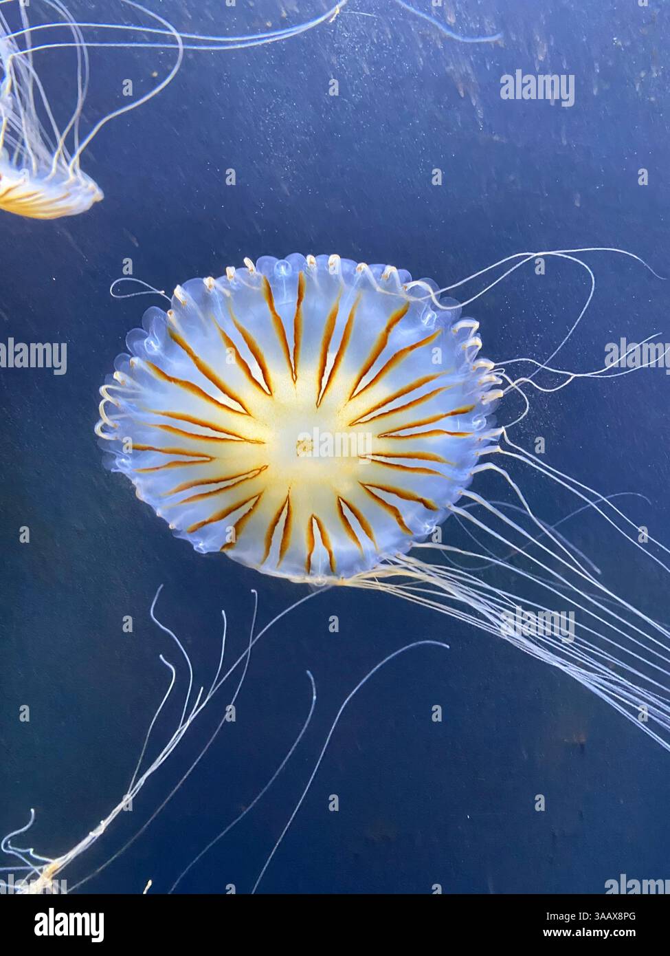 Intricate patterns of a Jelly fish Stock Photo - Alamy