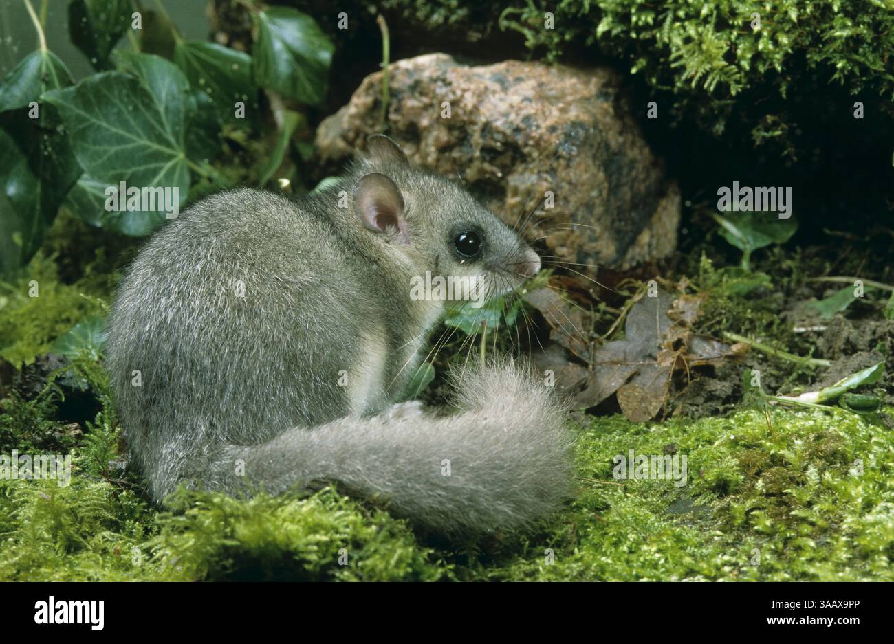 Siebenschläfer hi-res stock photography and images - Alamy