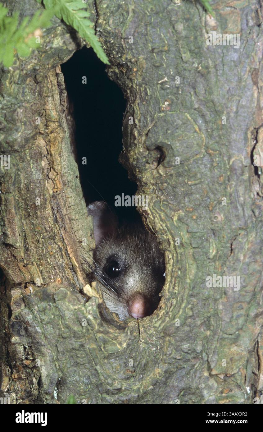 Siebenschläfer, in Baumhöhle, Glis glis, edible dormouse, edible ...
