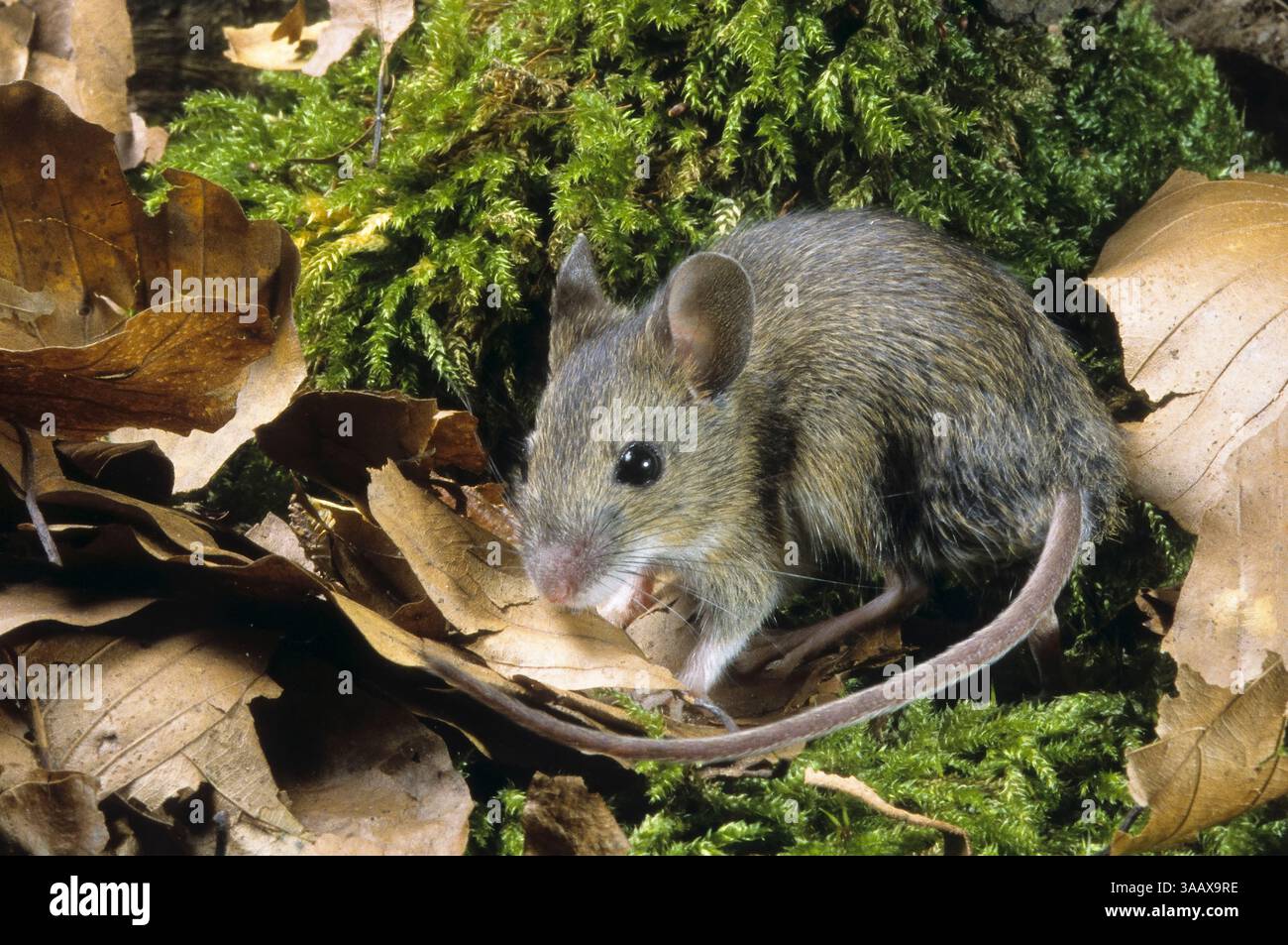 Waldmaus, Wald-Maus, Maus, Apodemus sylvaticus, wood mouse, long-tailed ...