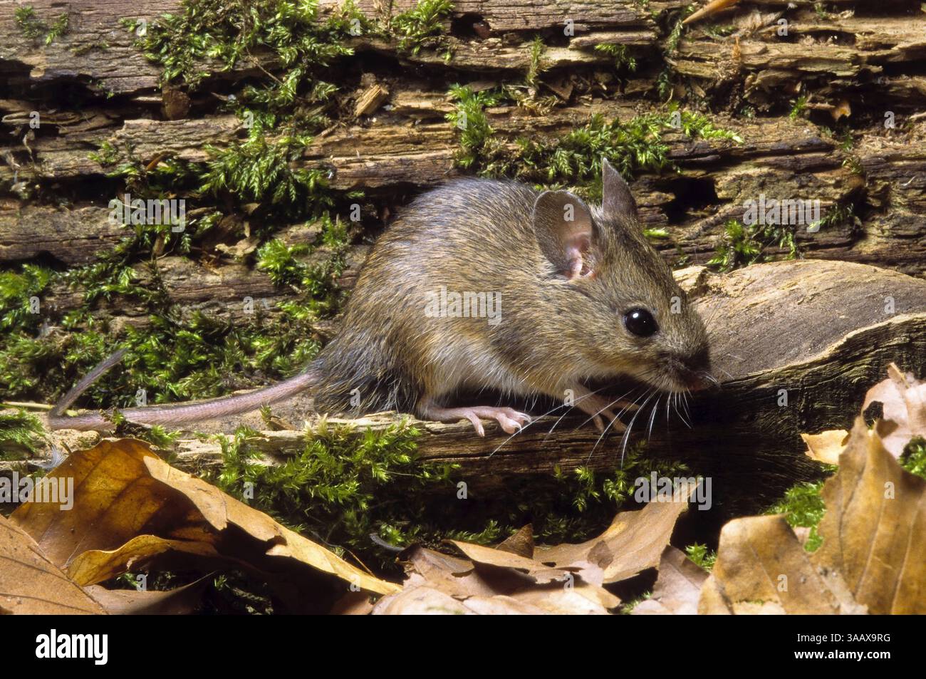 Waldmaus, Wald-Maus, Maus, Apodemus sylvaticus, wood mouse, long-tailed ...