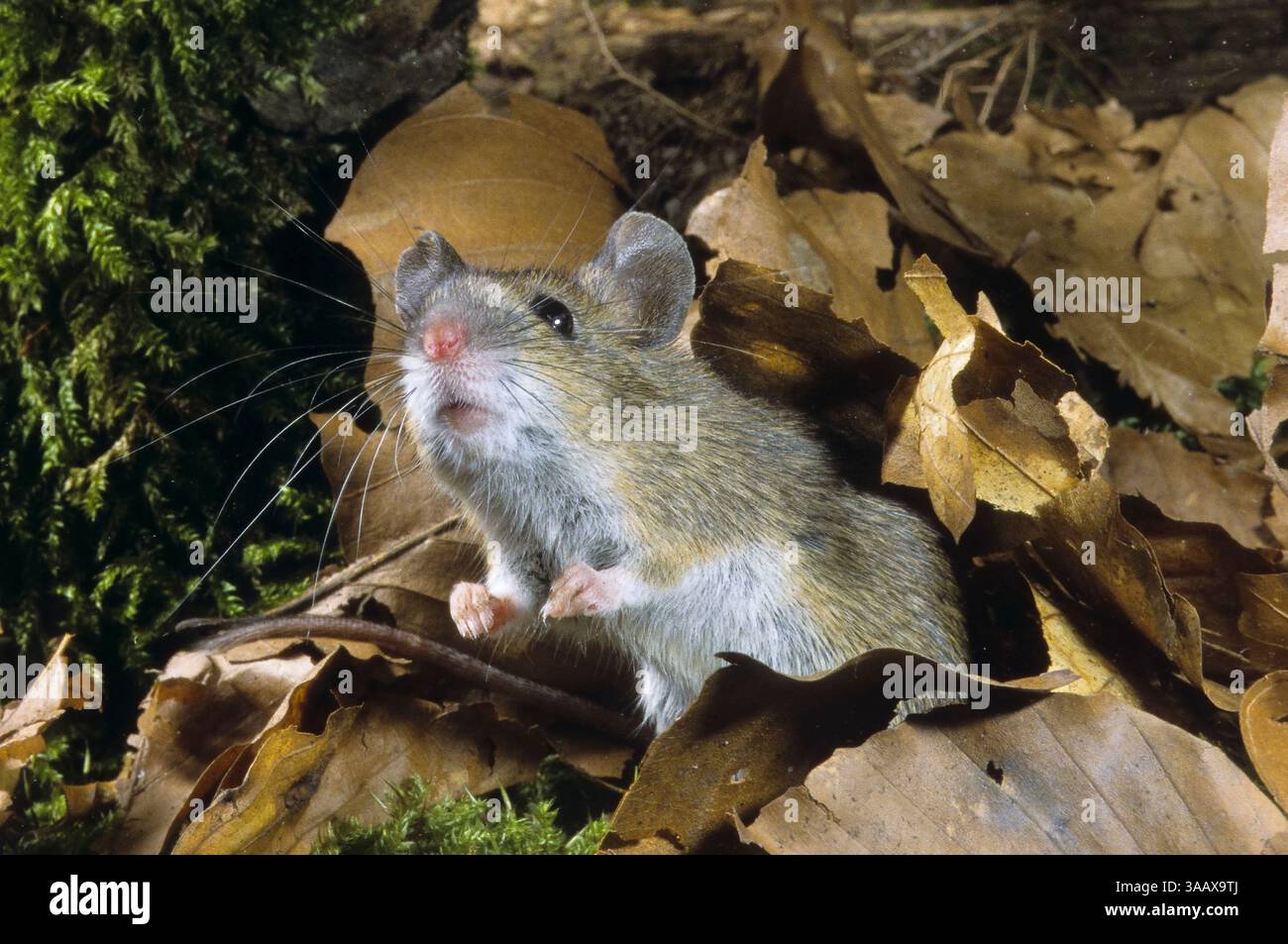 Waldmaus, Wald-Maus, Maus, Apodemus sylvaticus, wood mouse, long-tailed ...