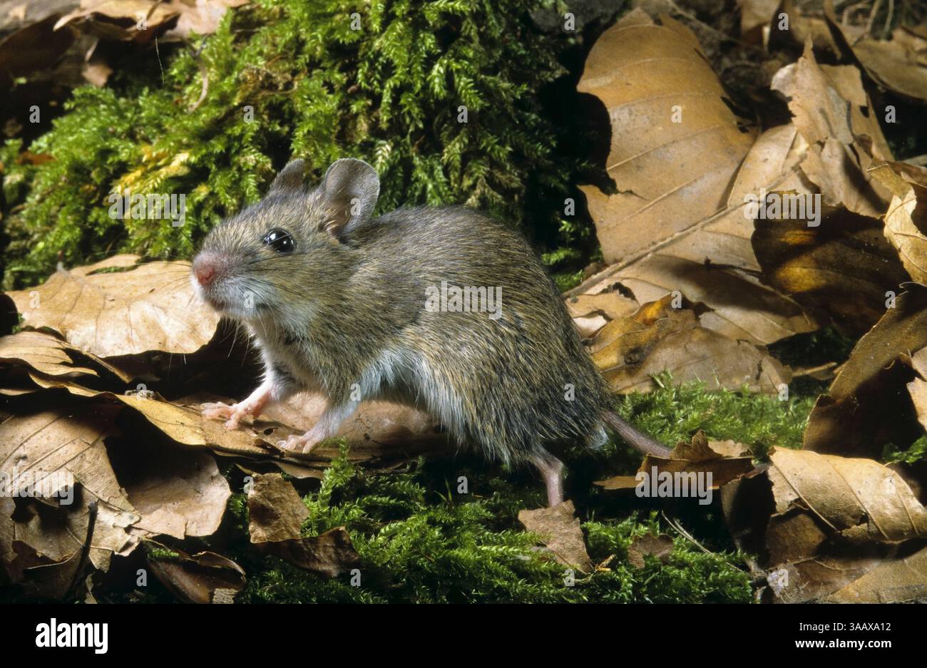 Waldmaus, Wald-Maus, Maus, Apodemus sylvaticus, wood mouse, long-tailed ...