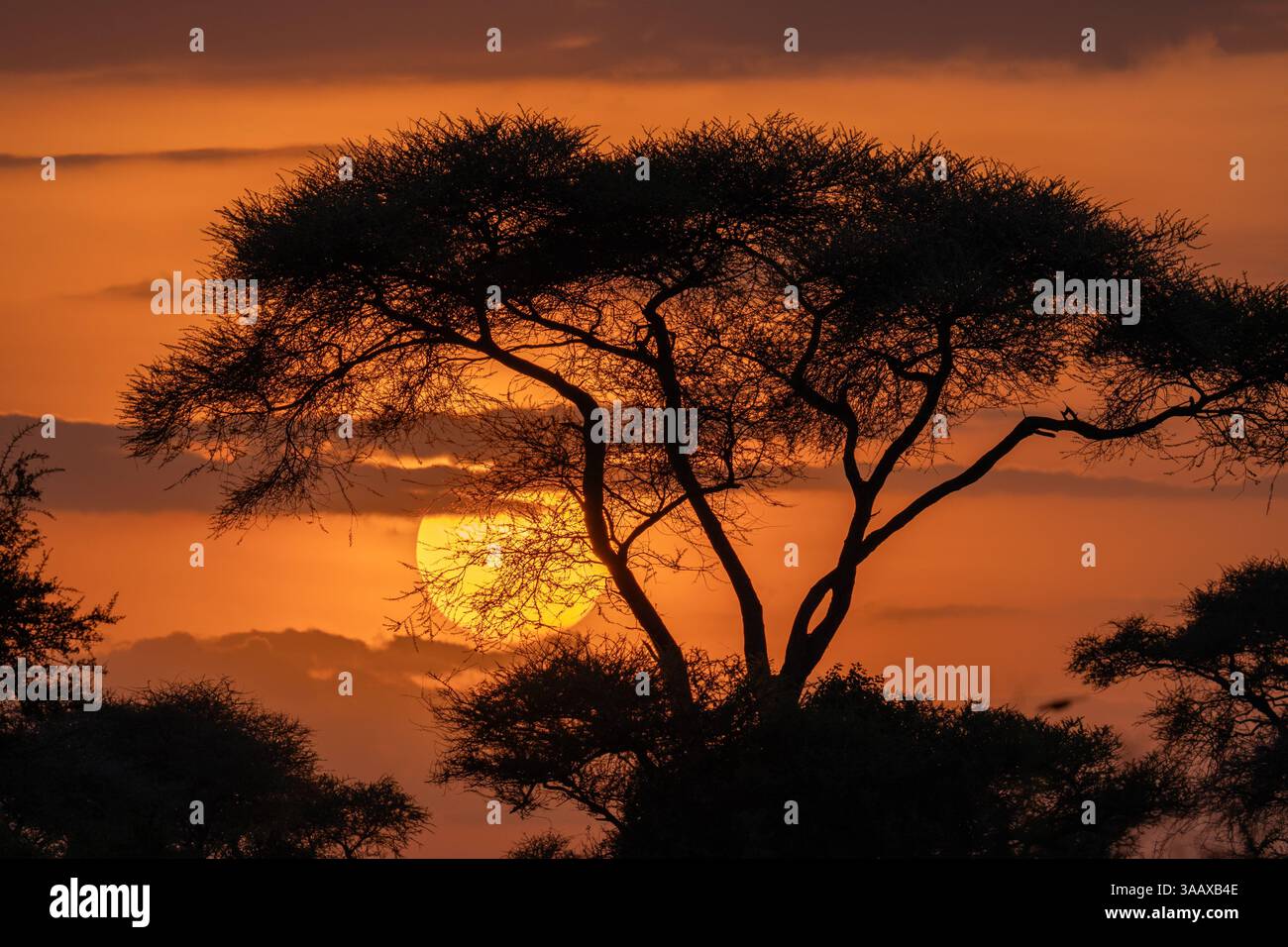 Sun sets over the savanna Serengeti, Tanzania Stock Photo - Alamy