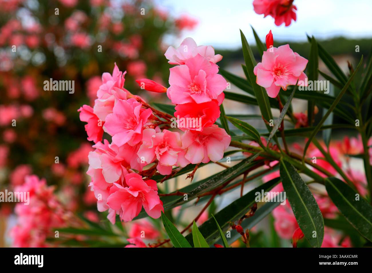Pink oleander flowers, Nerium oleander, bloomed in spring. Bush, small ...