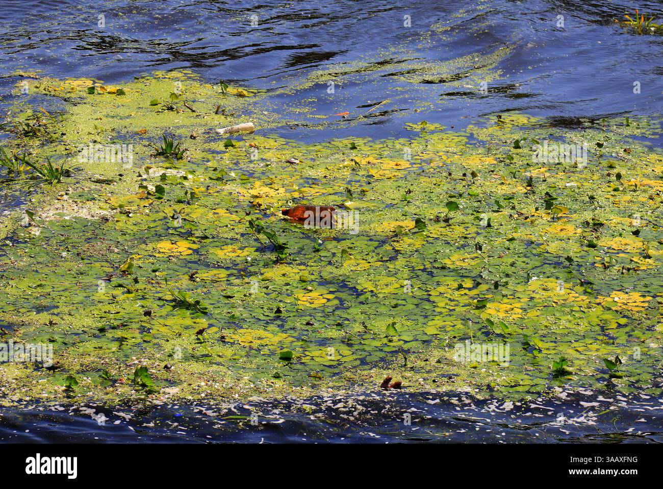 Water pollution by blooming blue green algae - is world environmental ...