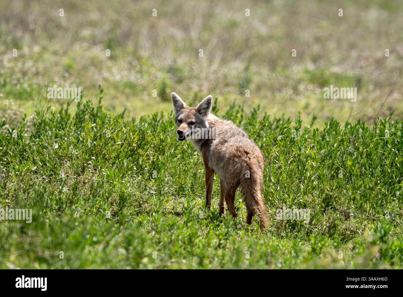African golden wolf (Canis anthus) in Serengeti , Tanzania Stock Photo ...