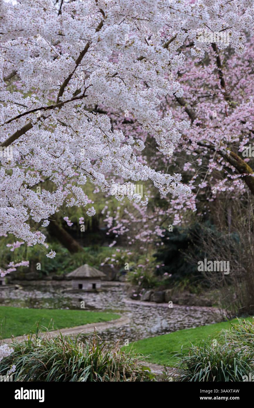 Pink cherry blossoms in soft style for the background. Sakura bloom in ...