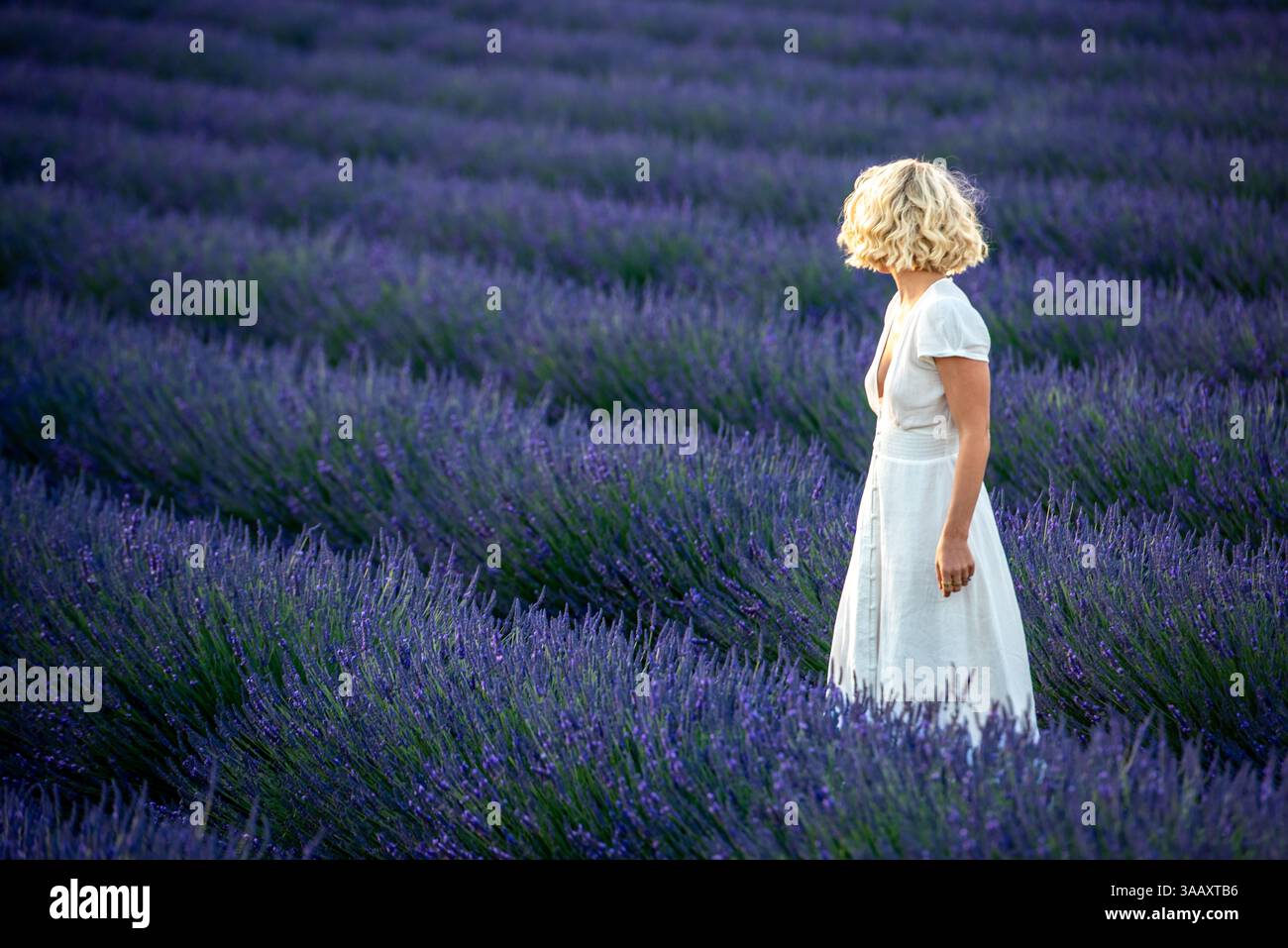 Woman in Provence in the lavender fields of Valensole Stock Photo - Alamy
