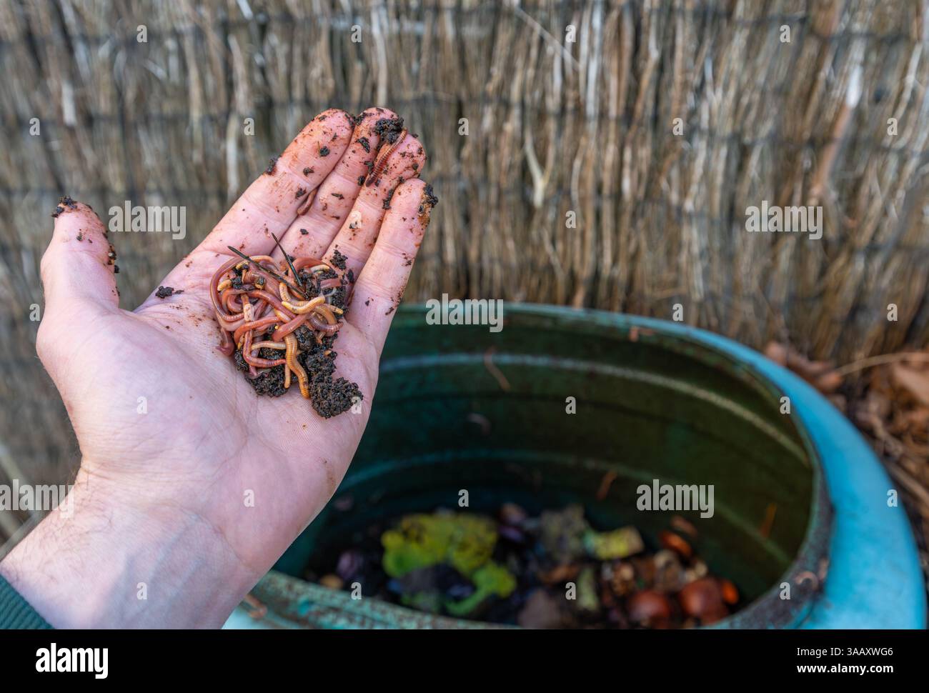 Compost worms taken out from compost bin displayed in hand, composting ...
