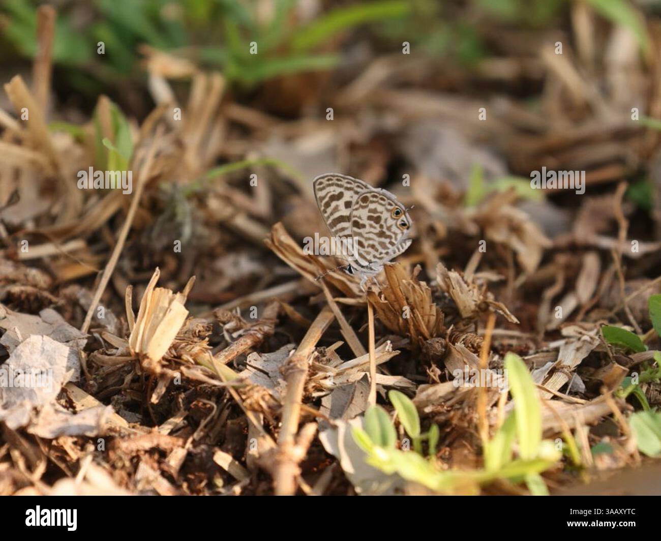 Asian Zebra Blue Butterfly - Leptotes plinius Stock Photo - Alamy