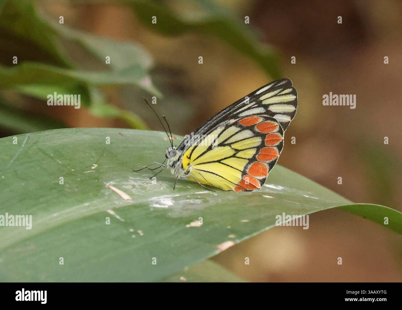 Indian jezebel common delias hi-res stock photography and images - Alamy