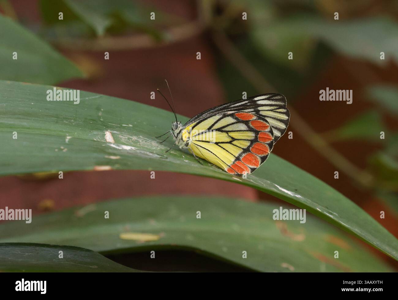 Indian jezebel common delias hi-res stock photography and images - Alamy