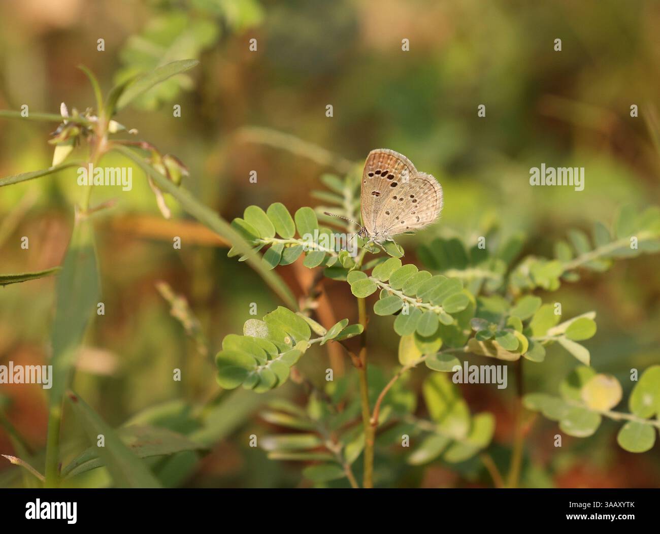 Dark Grass Blue Butterfly - Zizeeria karsandra Stock Photo - Alamy